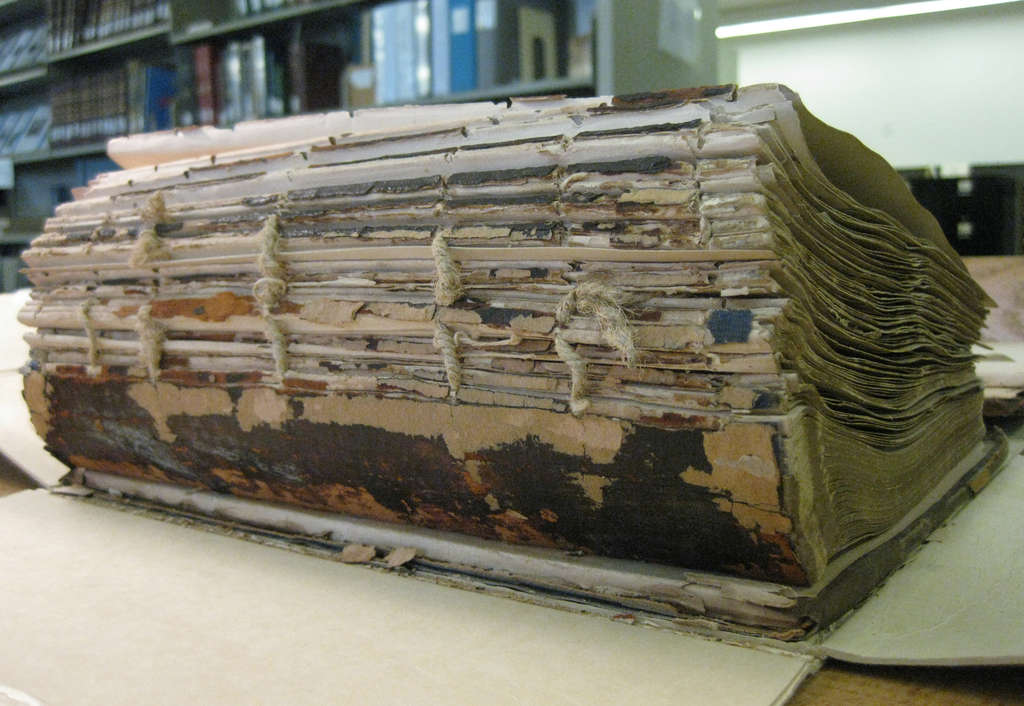 32％割引ブラック系最大の割引 Megaceras jason WD PA 標本 虫類用品 ペット用品ブラック系-OTA.ON.ARENA.NE.JP