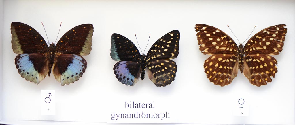 Butterfly is half-male, half-female