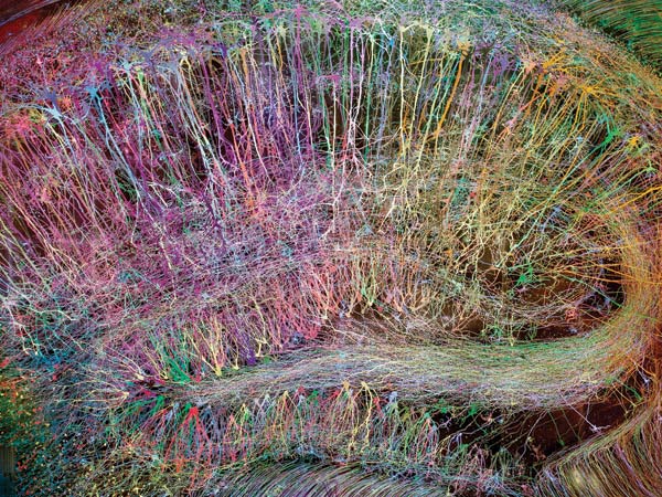 Brainbow Hippocampus