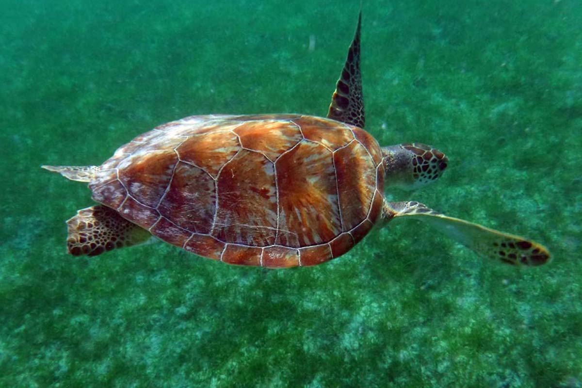 Green Sea Turtles Swimming Together